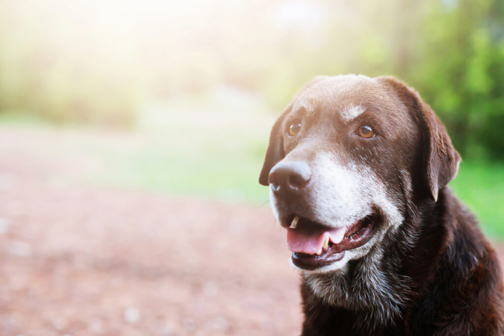 Caring For Senior Dogs: What You Need To Know | Highland Canine Training