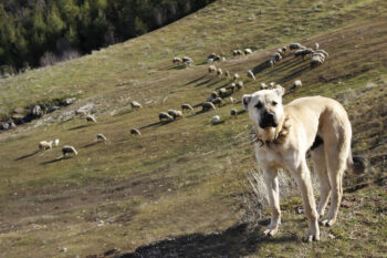 Meet 13 Rugged Mountain Dog Breeds | Highland Canine Training