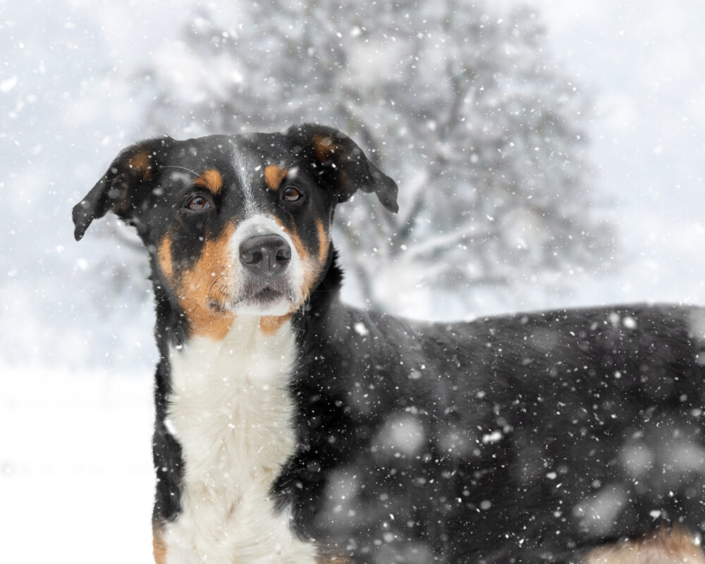 Meet 13 Rugged Mountain Dog Breeds | Highland Canine Training