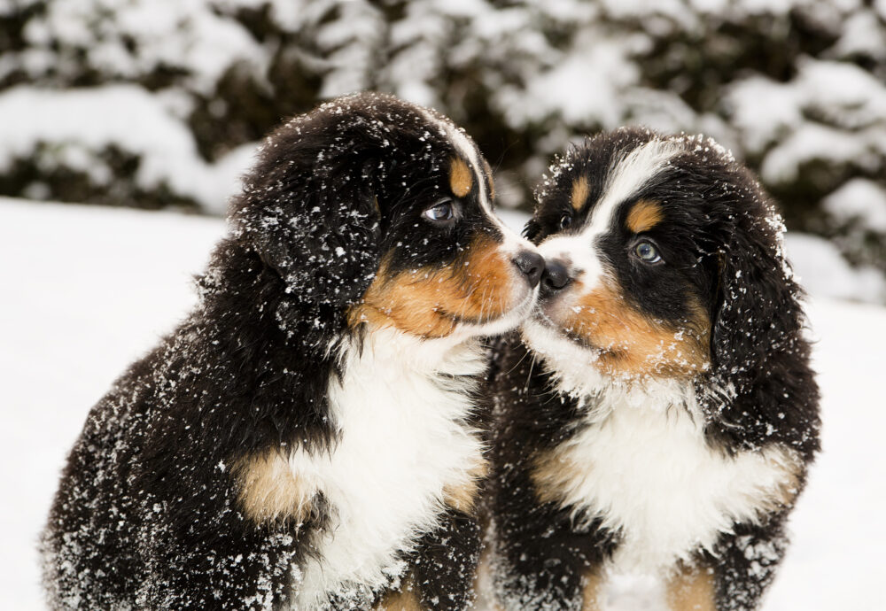 Meet 13 Rugged Mountain Dog Breeds | Highland Canine Training