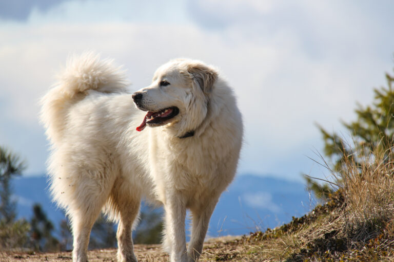 Meet 13 Rugged Mountain Dog Breeds | Highland Canine Training