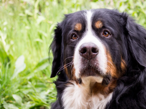 Meet 13 Rugged Mountain Dog Breeds | Highland Canine Training