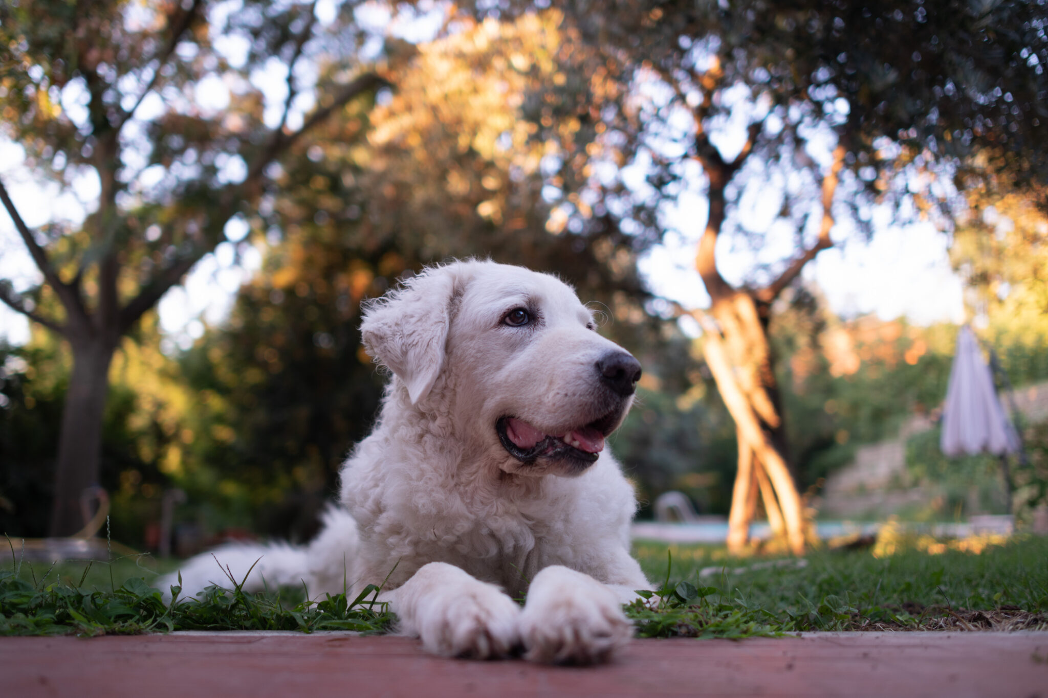 Meet 13 Rugged Mountain Dog Breeds | Highland Canine Training