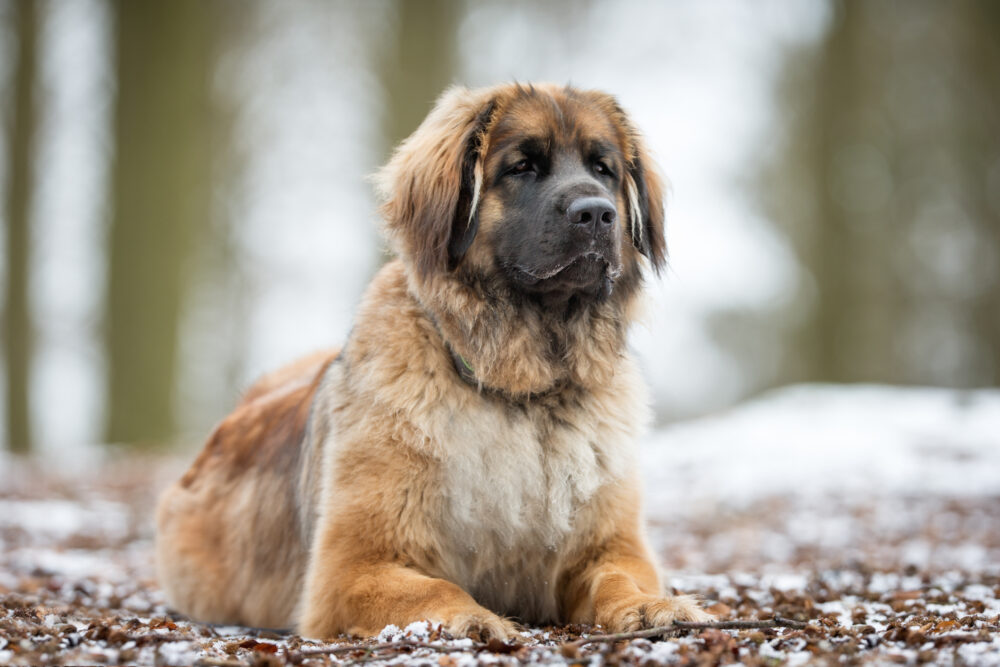 Meet 13 Rugged Mountain Dog Breeds | Highland Canine Training