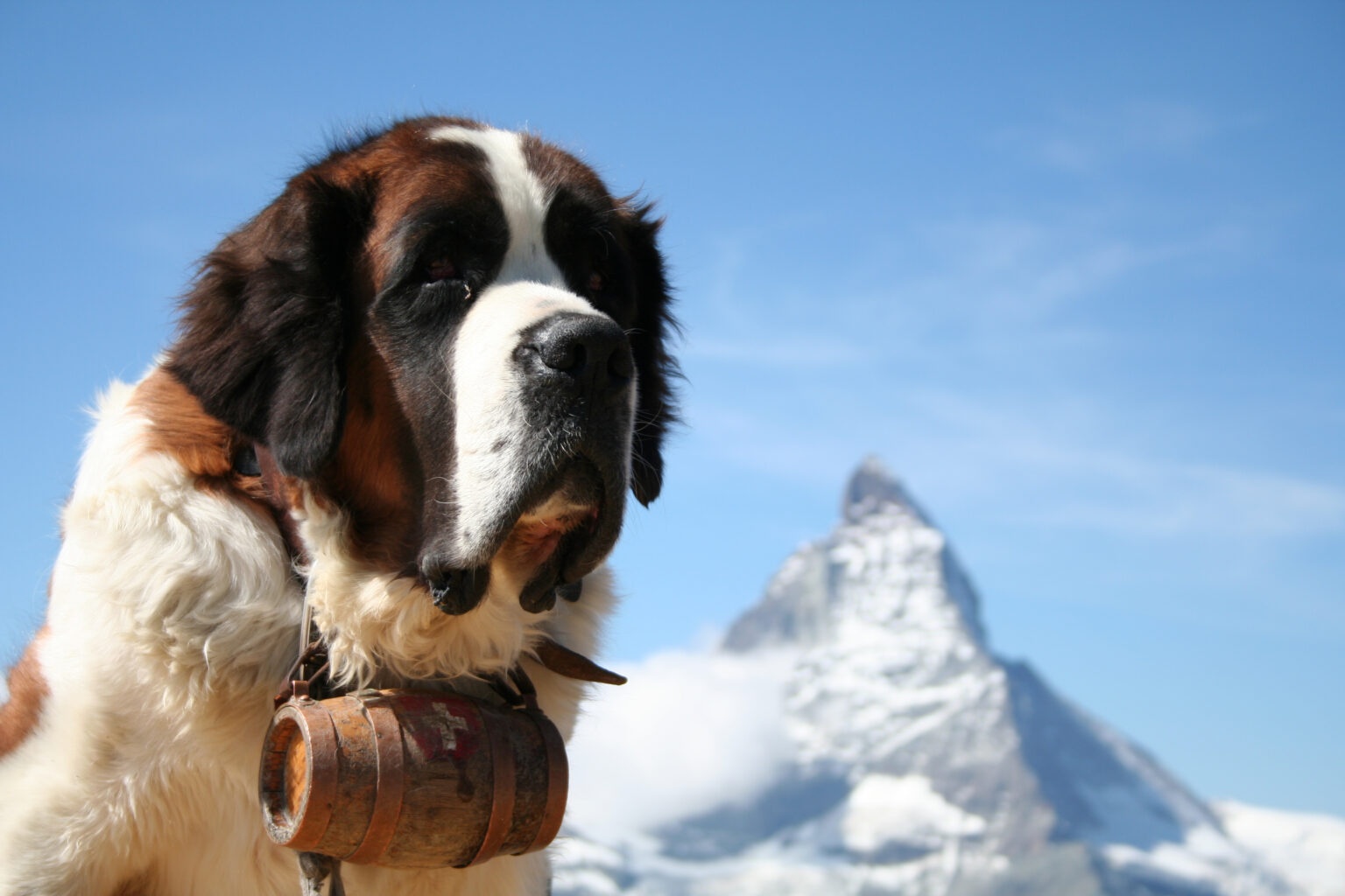 Meet 13 Rugged Mountain Dog Breeds | Highland Canine Training