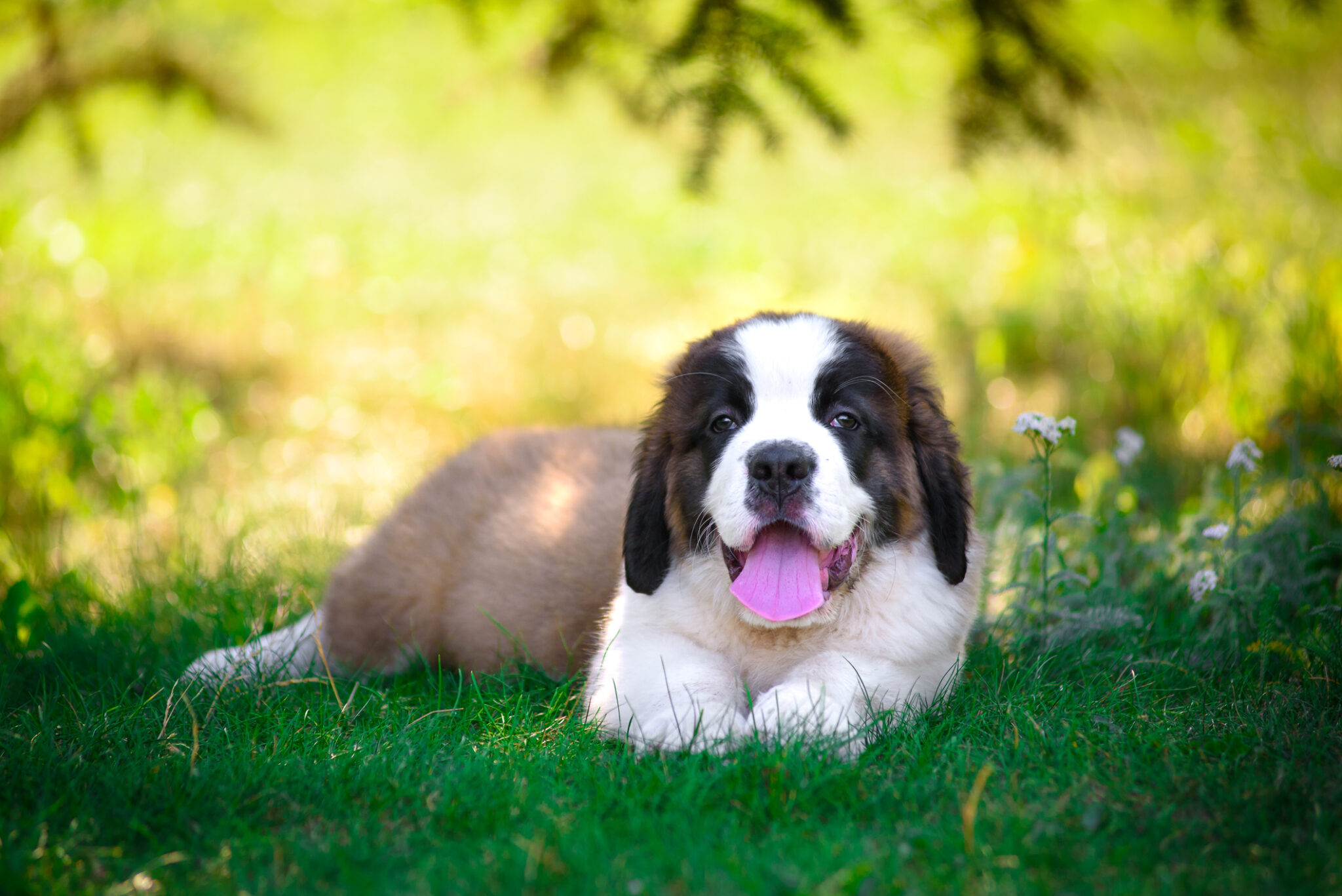 Meet 13 Rugged Mountain Dog Breeds | Highland Canine Training
