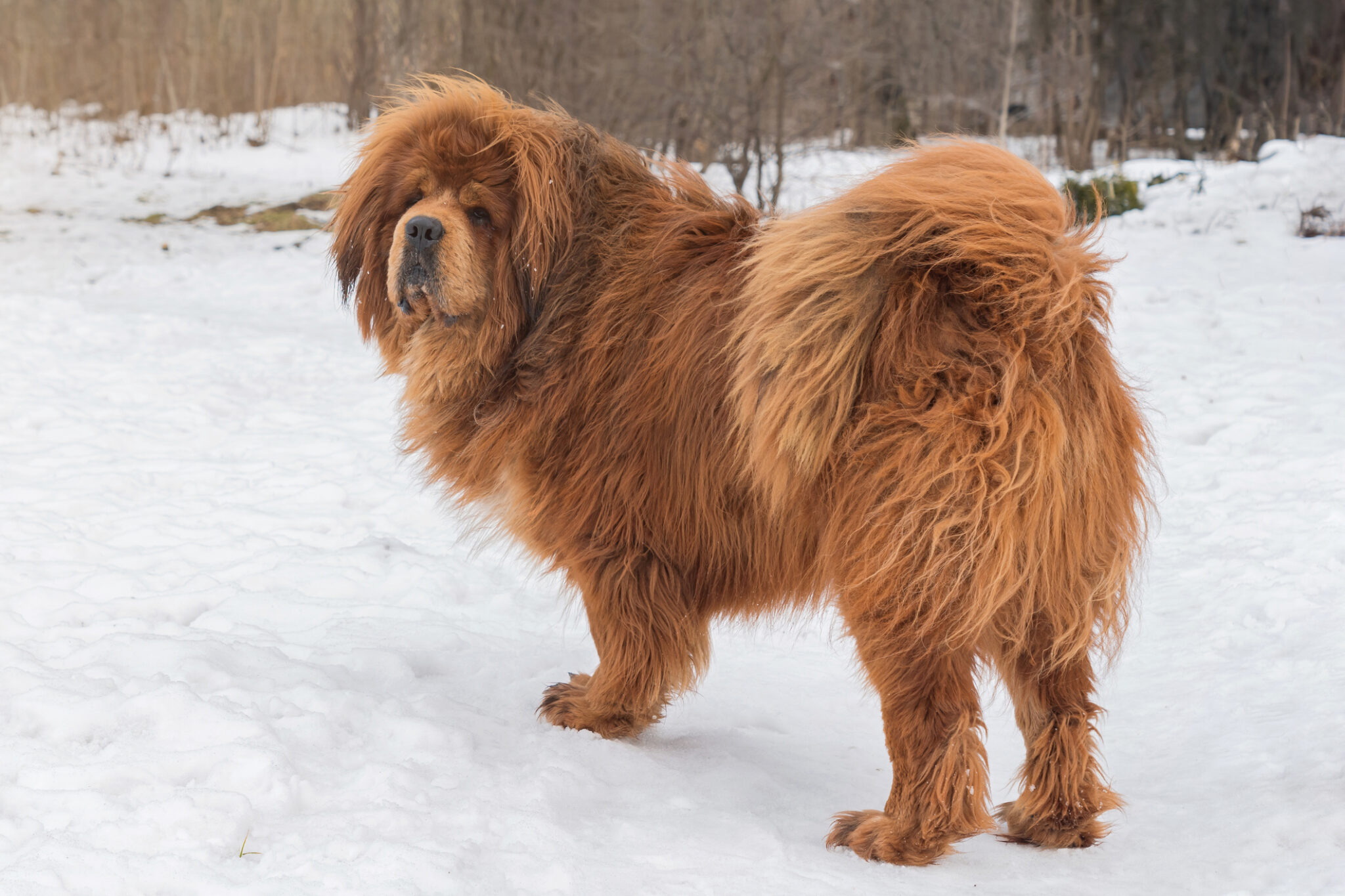 Meet 13 Rugged Mountain Dog Breeds | Highland Canine Training