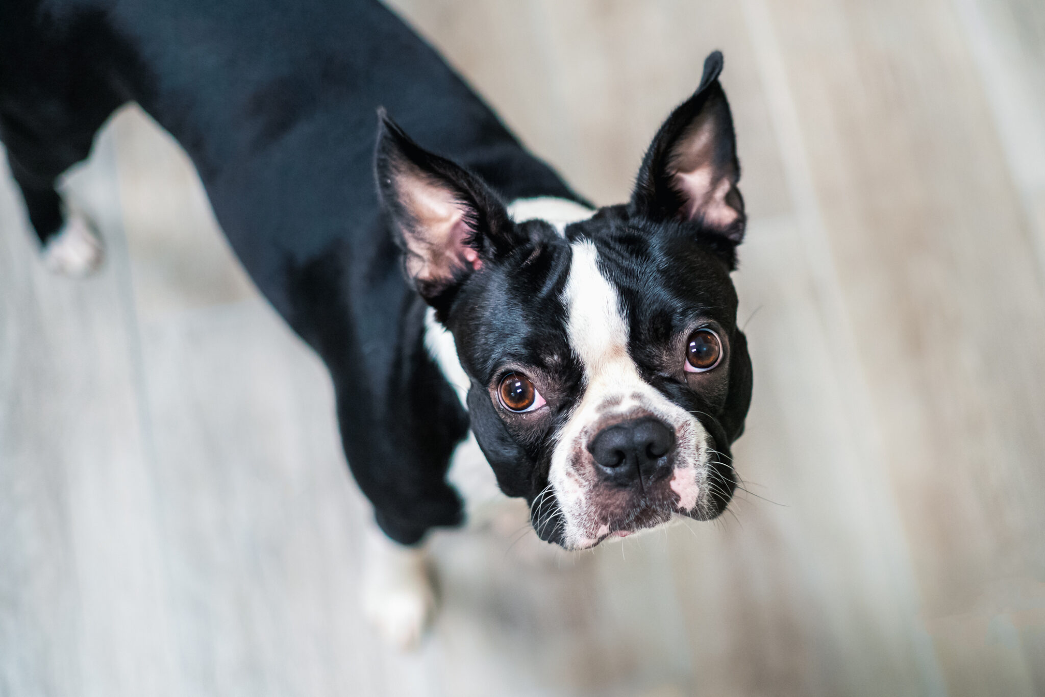 21 Great Dog Breeds For Apartments | Highland Canine Training