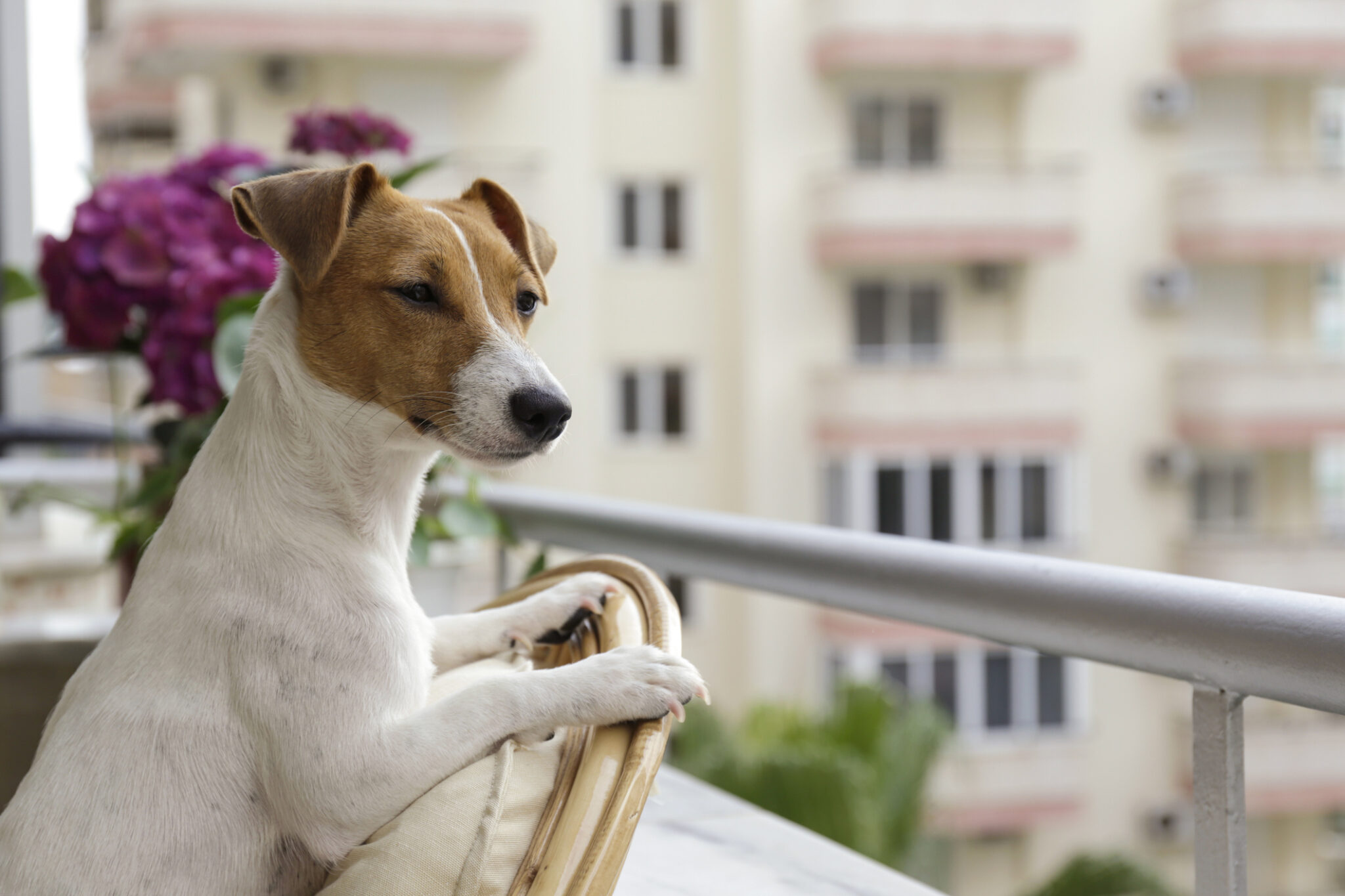 21 Great Dog Breeds For Apartments | Highland Canine Training