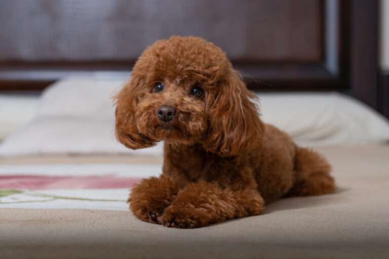 21 Great Dog Breeds For Apartments | Highland Canine Training