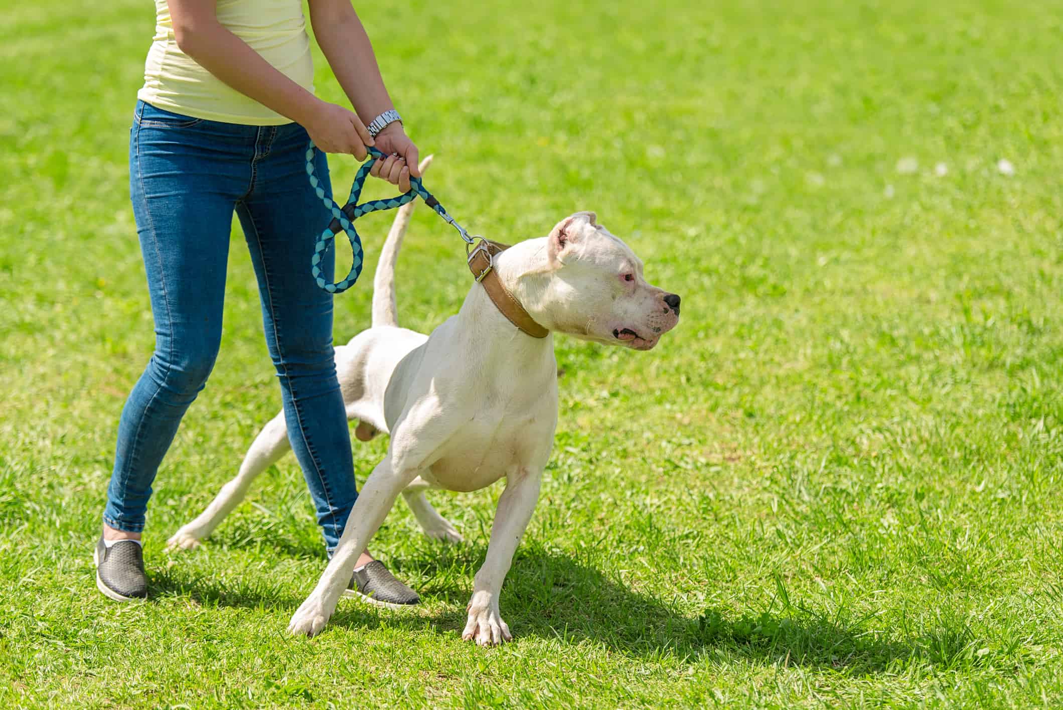 Reactivity vs. Aggression - What Is The Difference? | Highland Canine ...