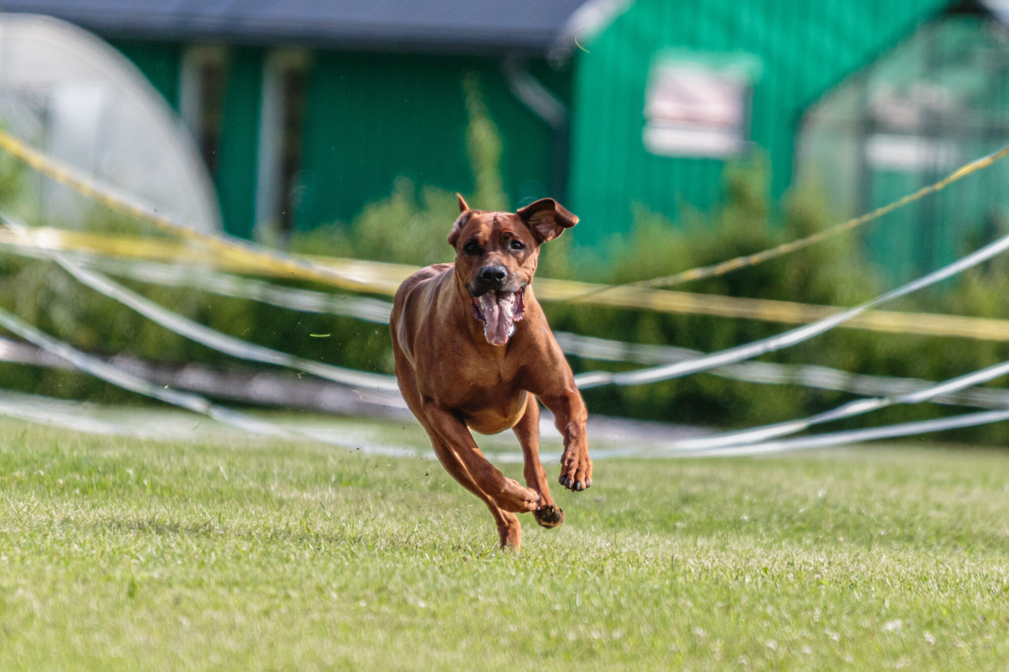 The Ultimate Guide to Fast CAT | Highland Canine Training