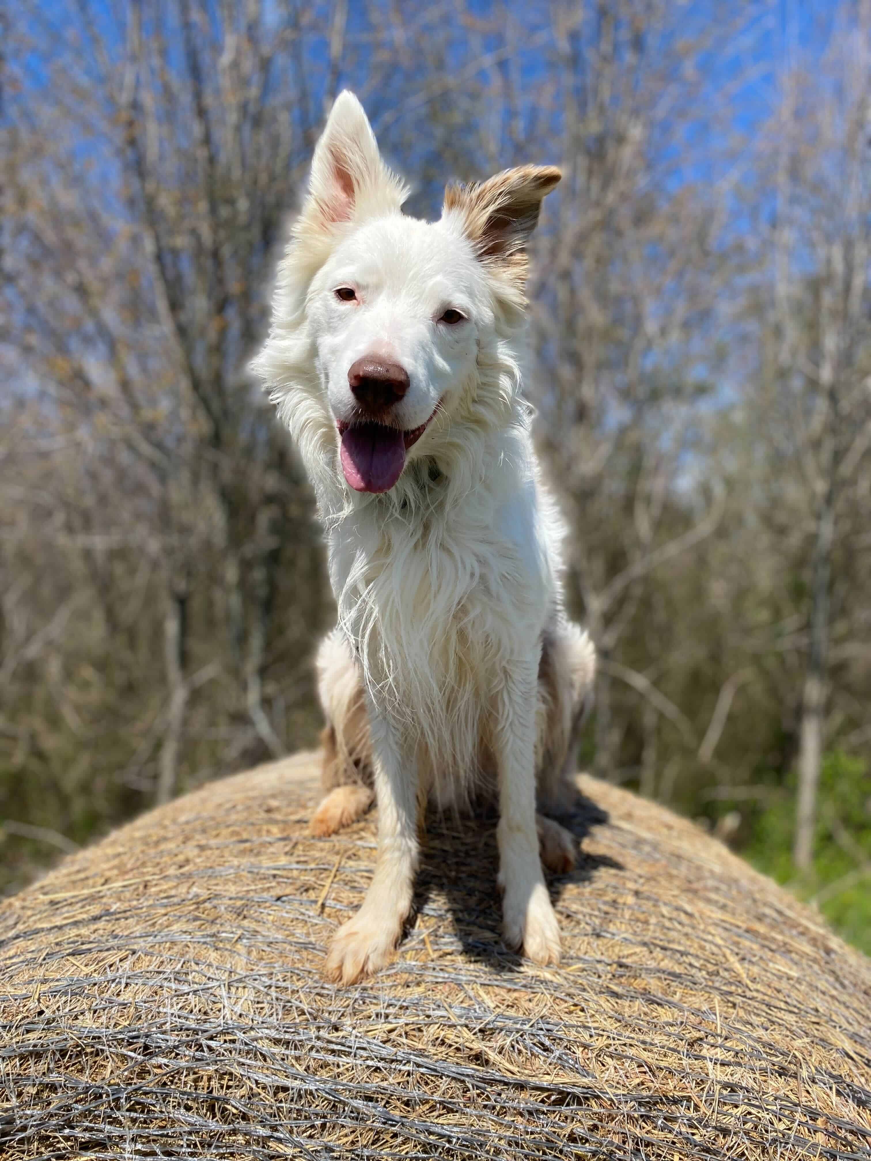 About The Breed: Border Collie | Highland Canine Training