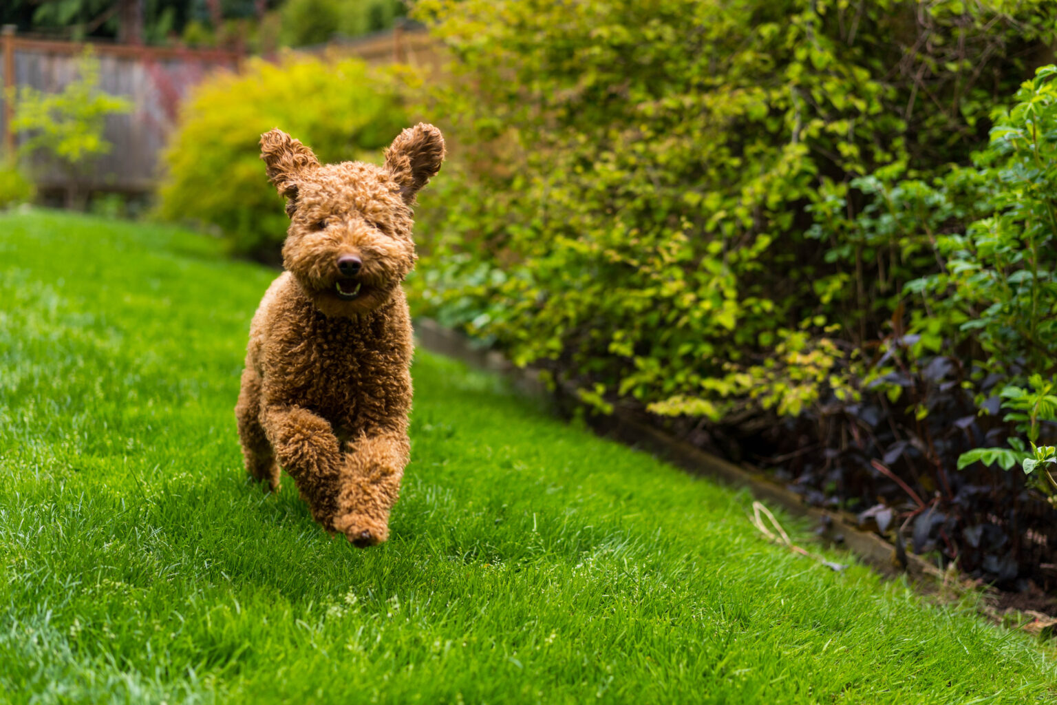 The Benefits of Off-Leash Dog Training | Highland Canine Training