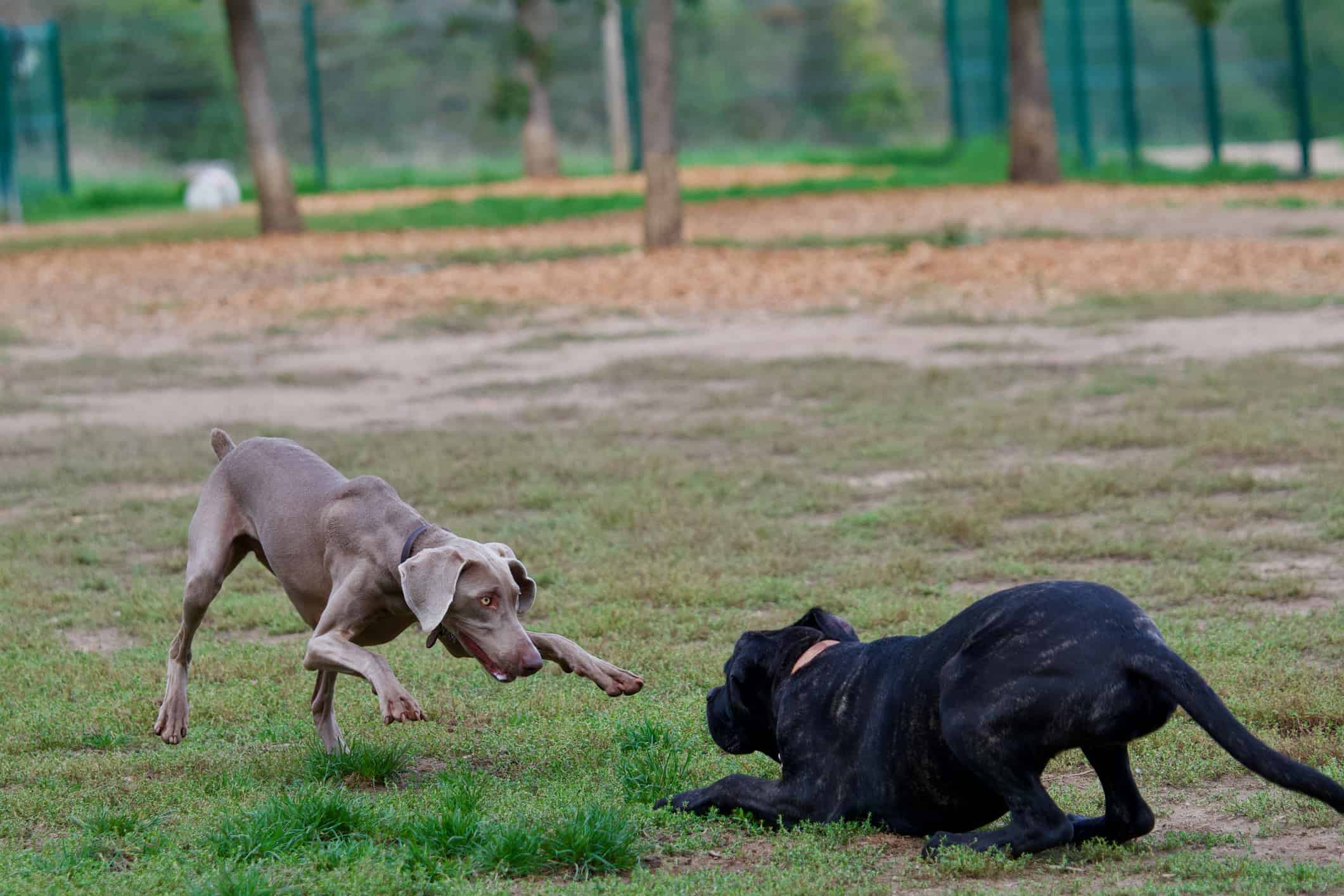 Do Dog Parks Actually Benefit Your Dog? | Highland Canine Training