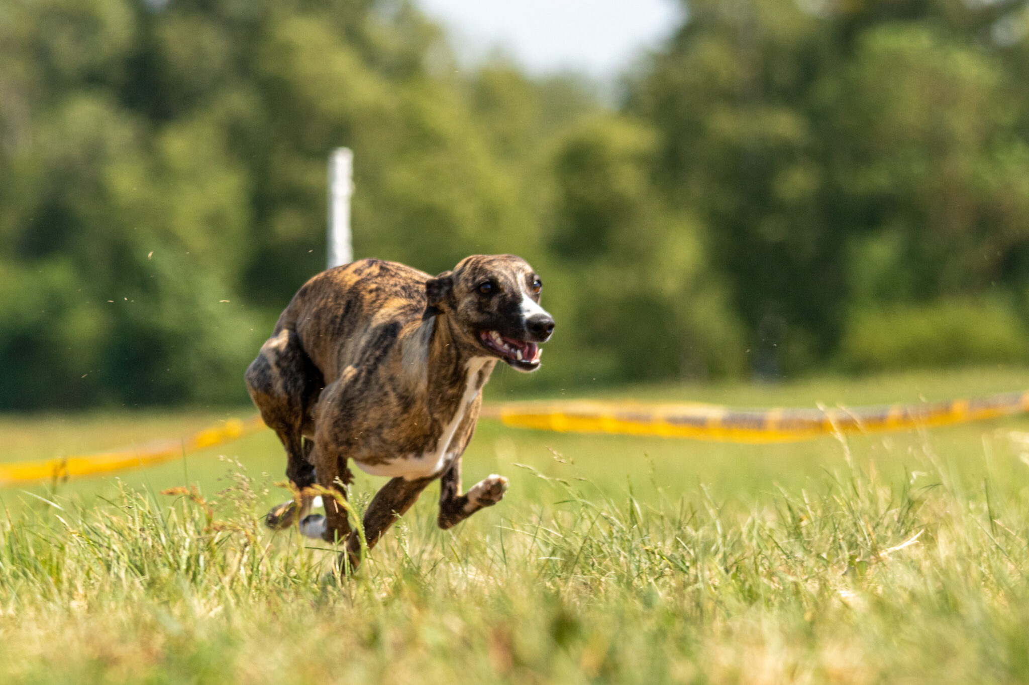 The Ultimate Guide to Fast CAT | Highland Canine Training