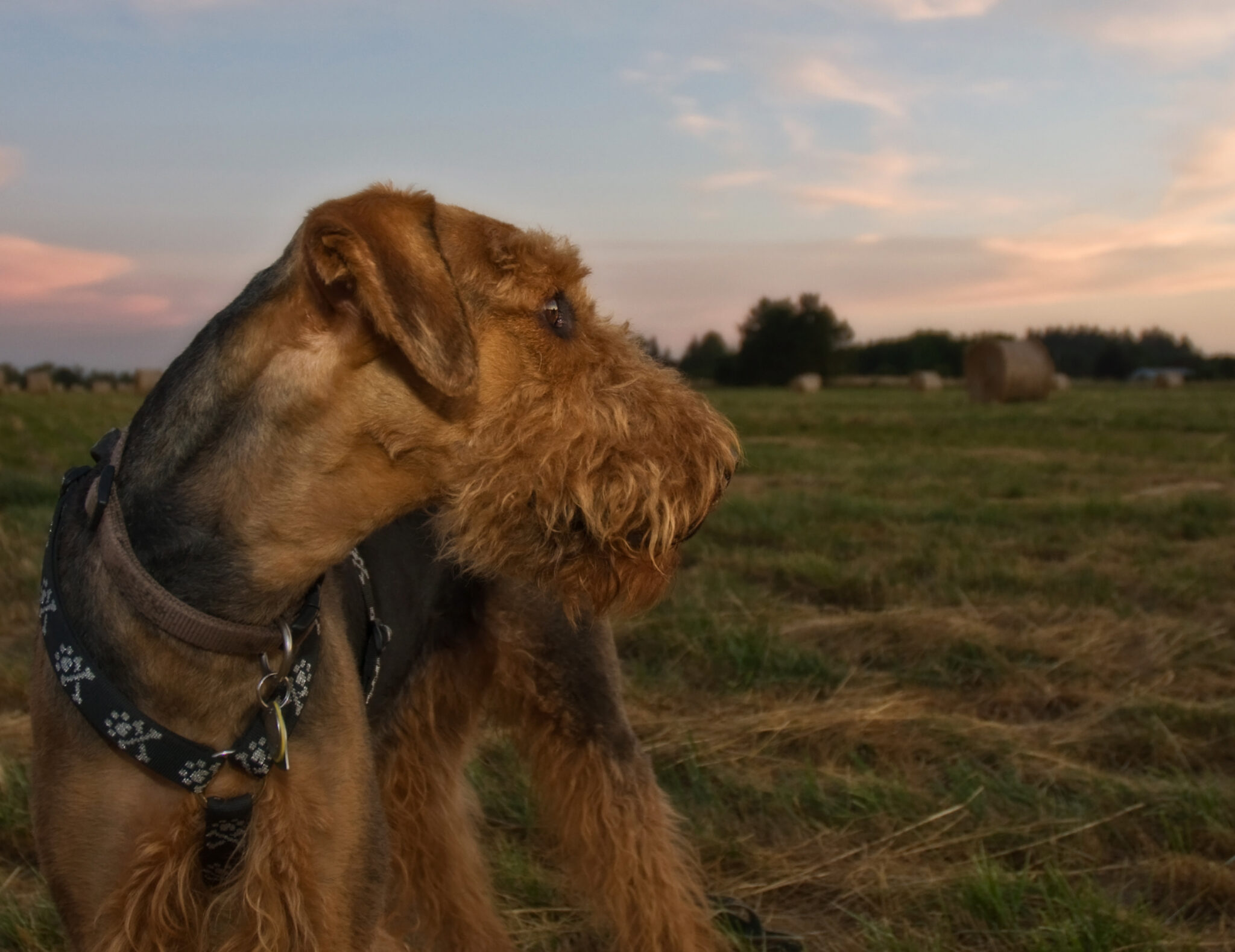14 Best Farm Dog Breeds | Highland Canine Training