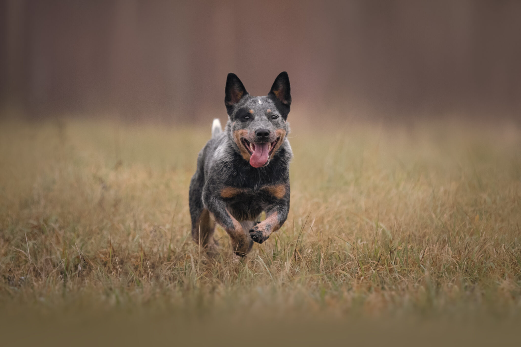 14 Best Farm Dog Breeds | Highland Canine Training