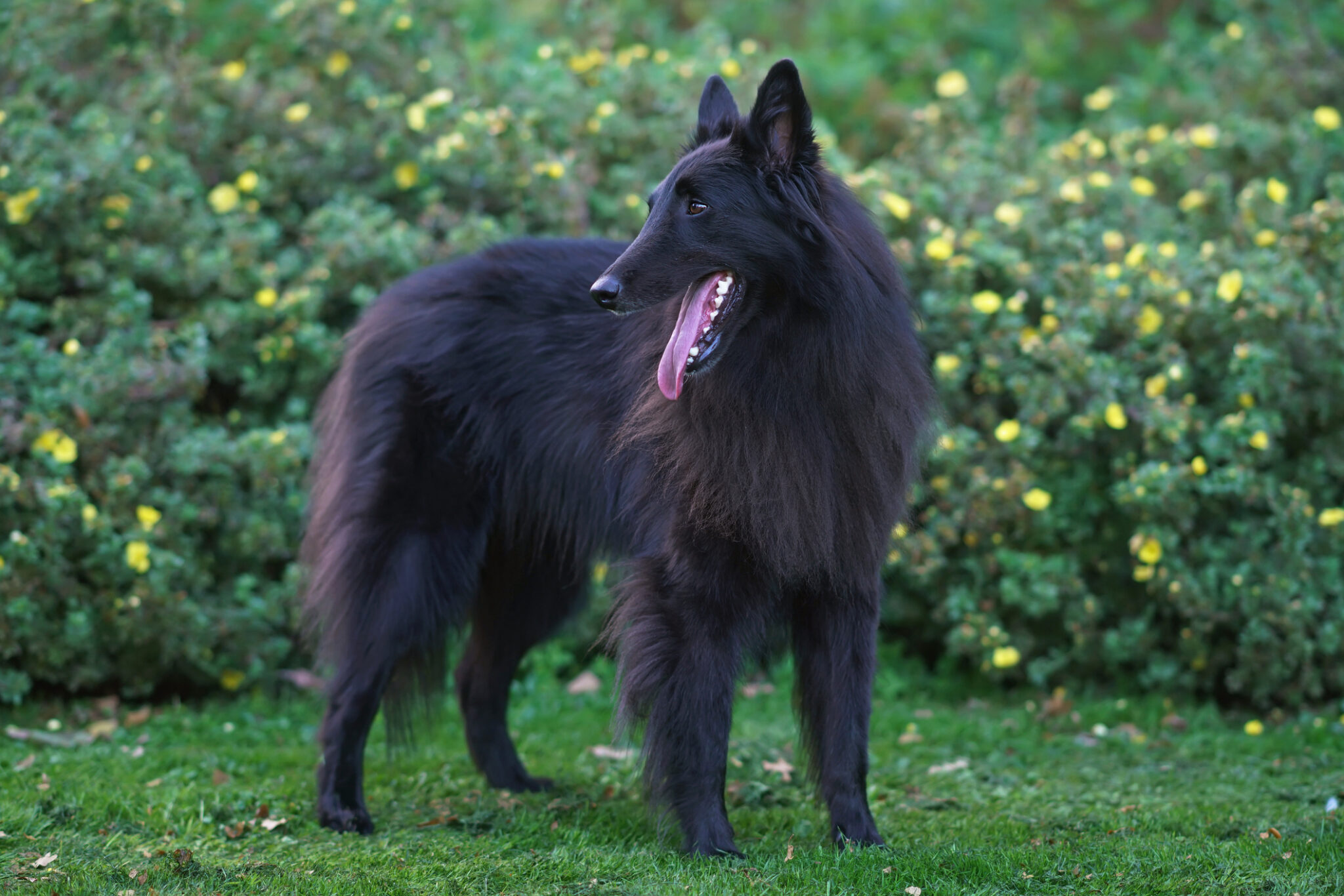 14 Best Farm Dog Breeds | Highland Canine Training