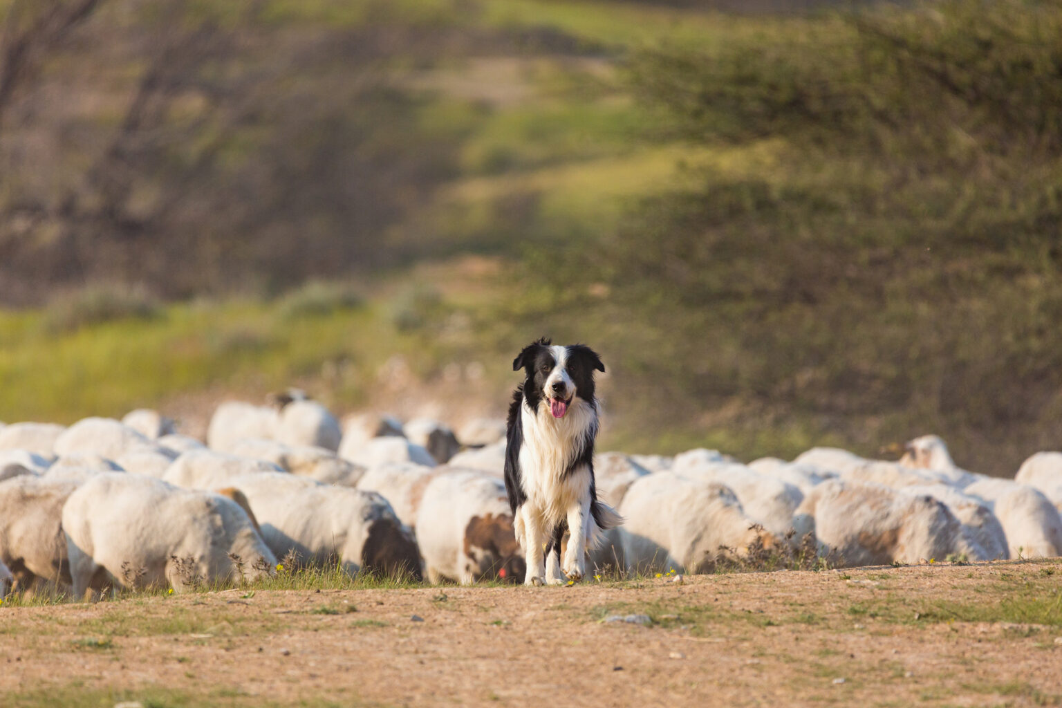 14 Best Farm Dog Breeds | Highland Canine Training