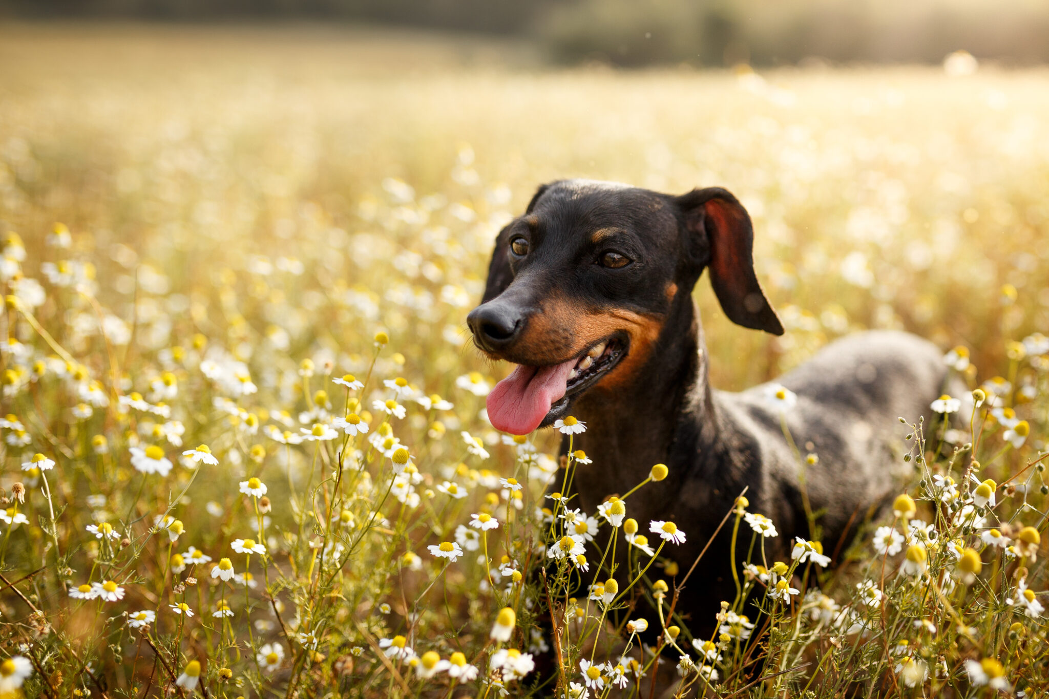 14 Best Farm Dog Breeds | Highland Canine Training