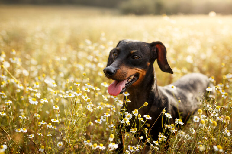 14 Best Farm Dog Breeds | Highland Canine Training