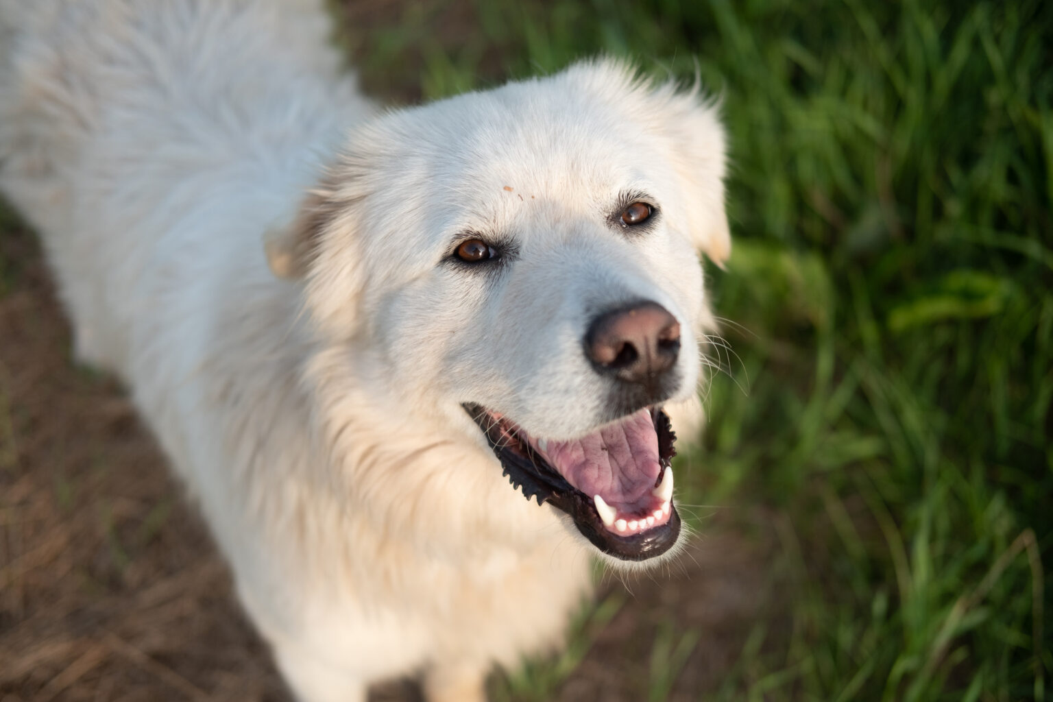 14 Best Farm Dog Breeds | Highland Canine Training
