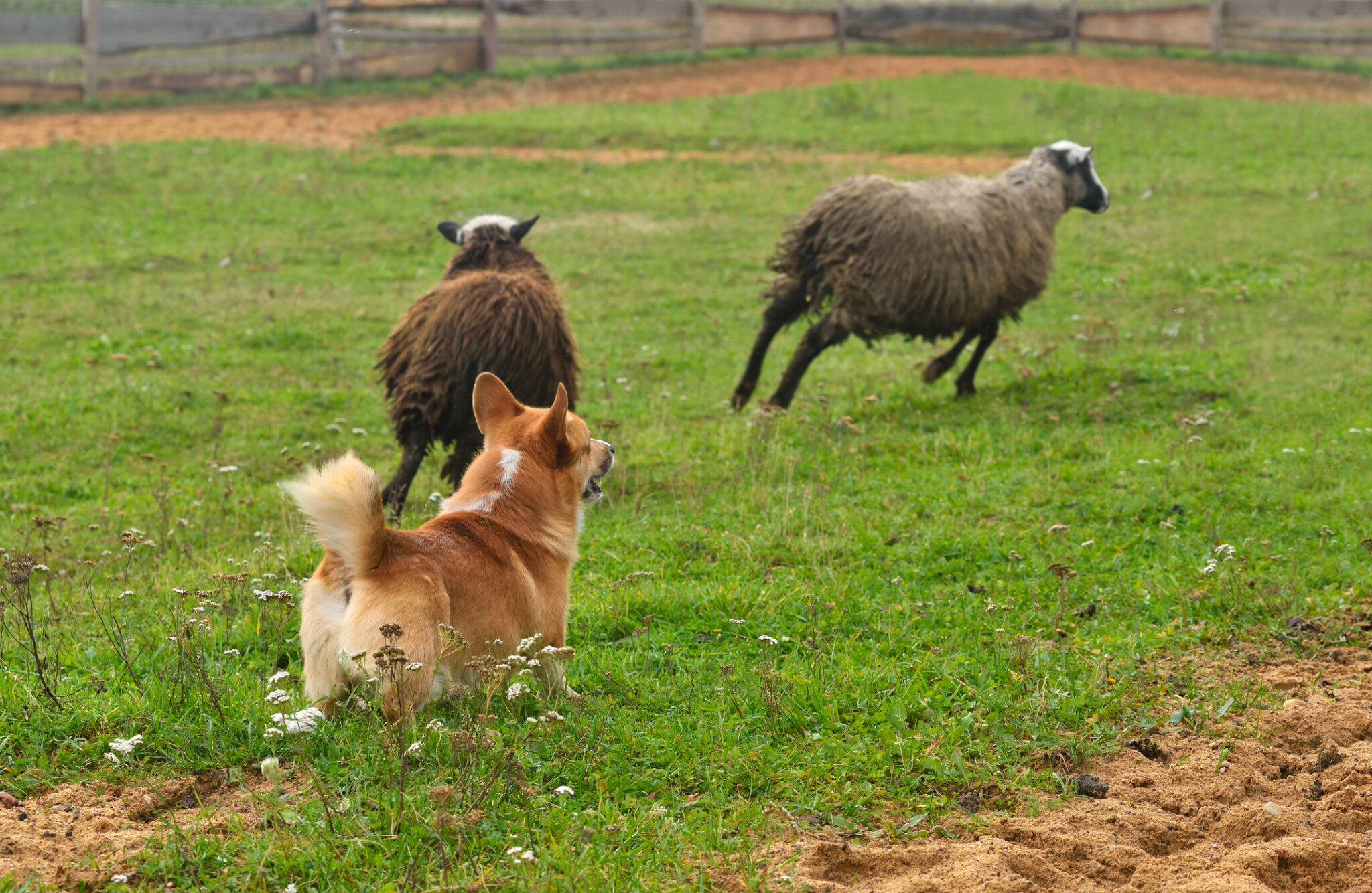 14 Best Farm Dog Breeds | Highland Canine Training