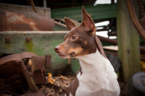 14 Best Farm Dog Breeds | Highland Canine Training