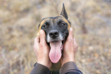 What Is the AKC Canine Good Citizen (CGC) Program? | Highland Canine ...