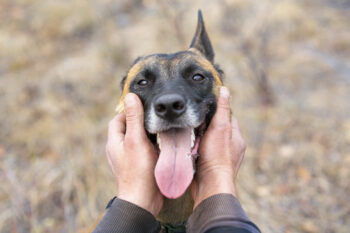 What Is the AKC Canine Good Citizen (CGC) Program? | Highland Canine ...