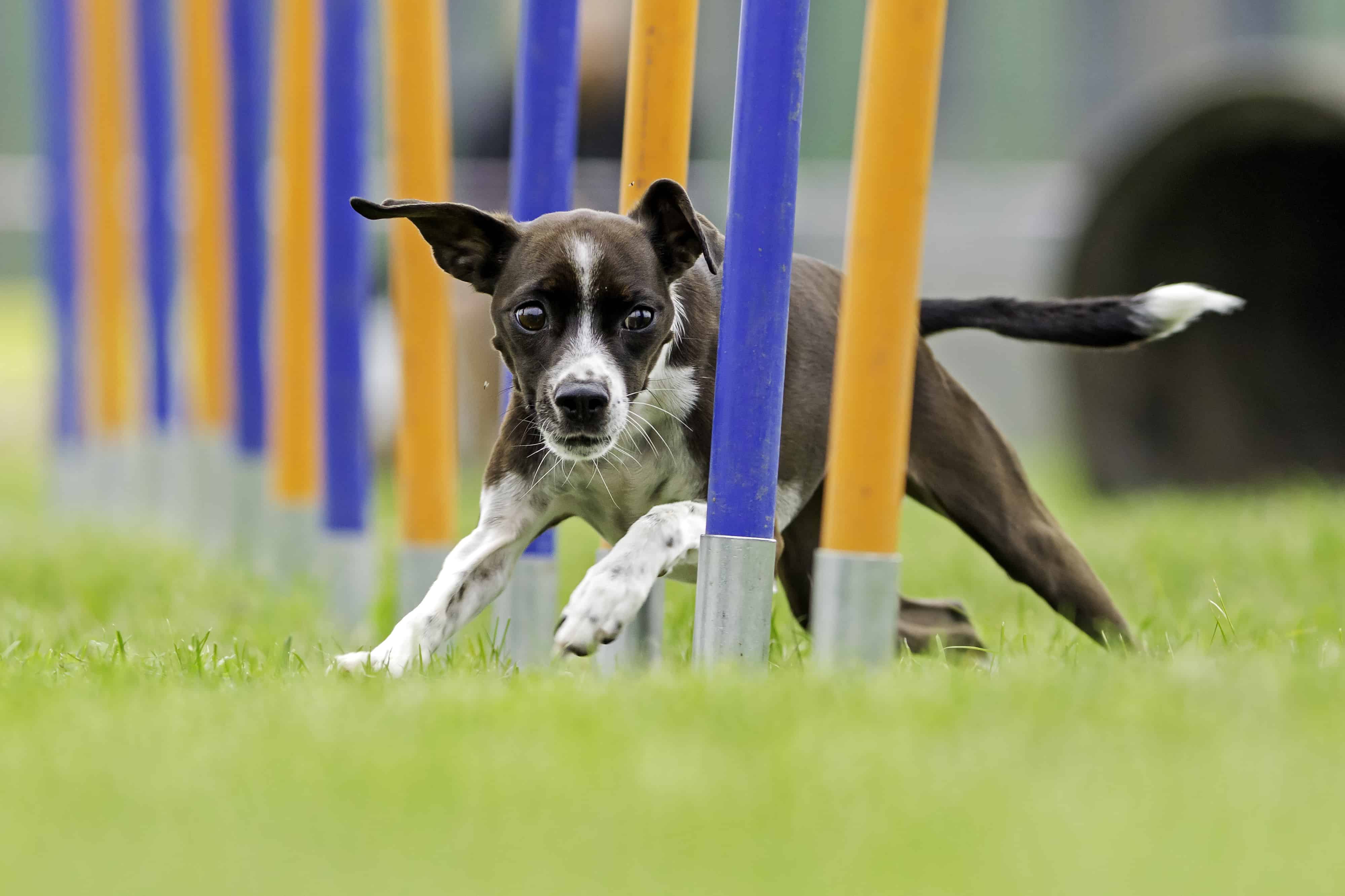 The Benefits Of Agility Training For Dogs | Highland Canine Training