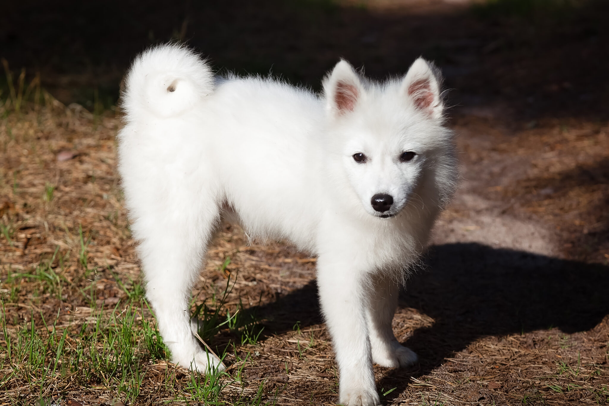 11 Fascinating Japanese Dog Breeds | Highland Canine Training