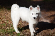 11 Fascinating Japanese Dog Breeds | Highland Canine Training