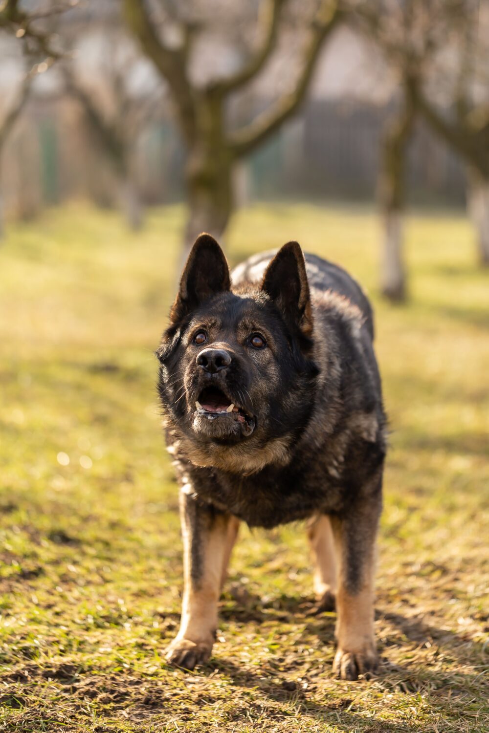 11 Fascinating Japanese Dog Breeds | Highland Canine Training