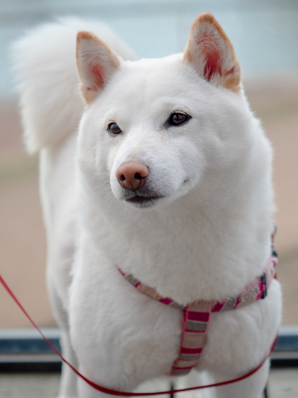 11 Fascinating Japanese Dog Breeds | Highland Canine Training