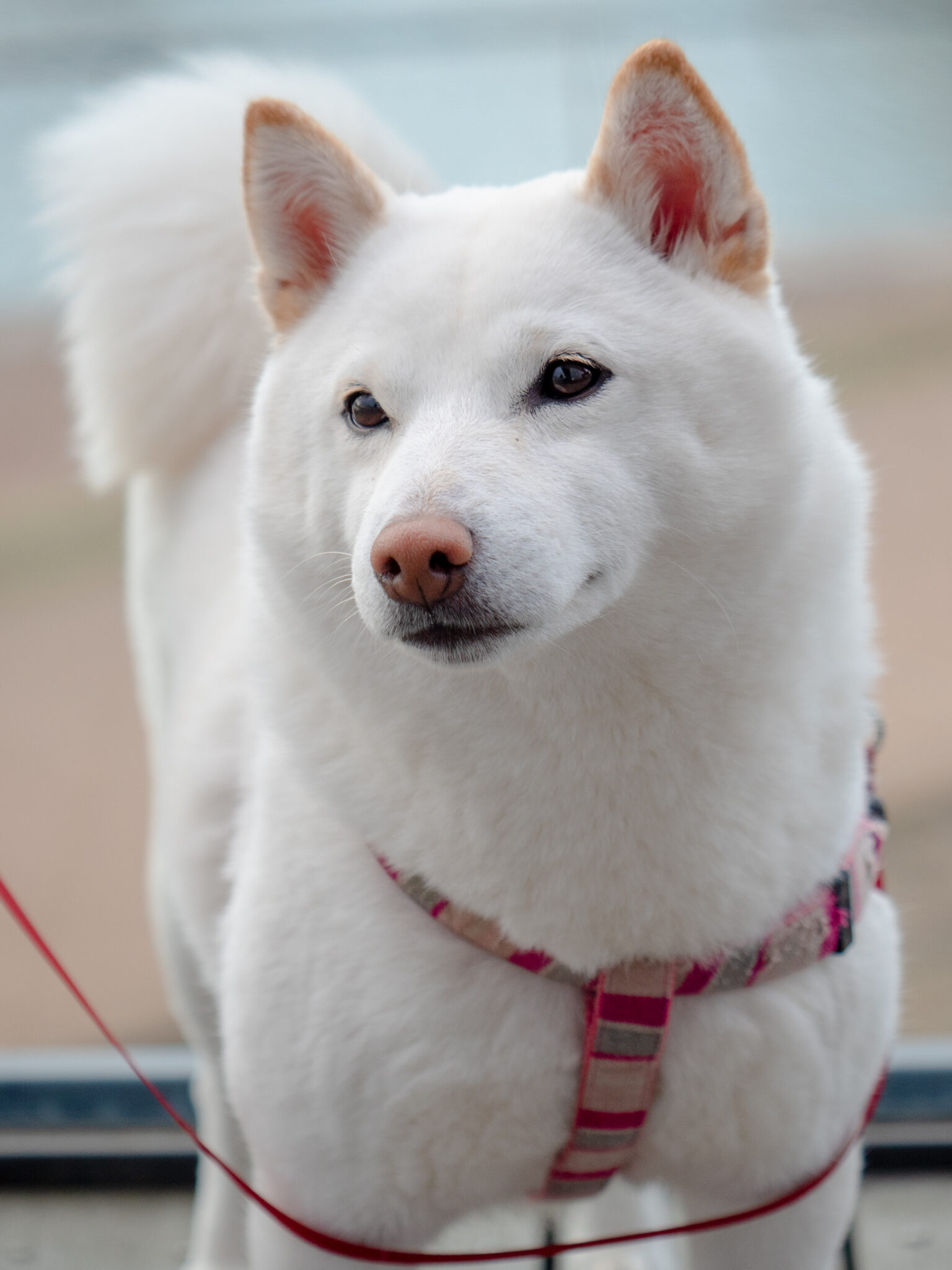 11 Fascinating Japanese Dog Breeds | Highland Canine Training