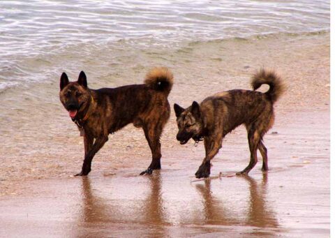 11 Fascinating Japanese Dog Breeds | Highland Canine Training