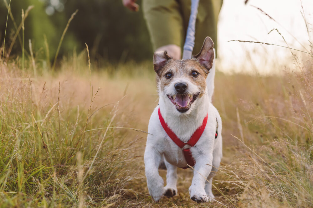 How To Build Confidence In Your Dog | Highland Canine Training