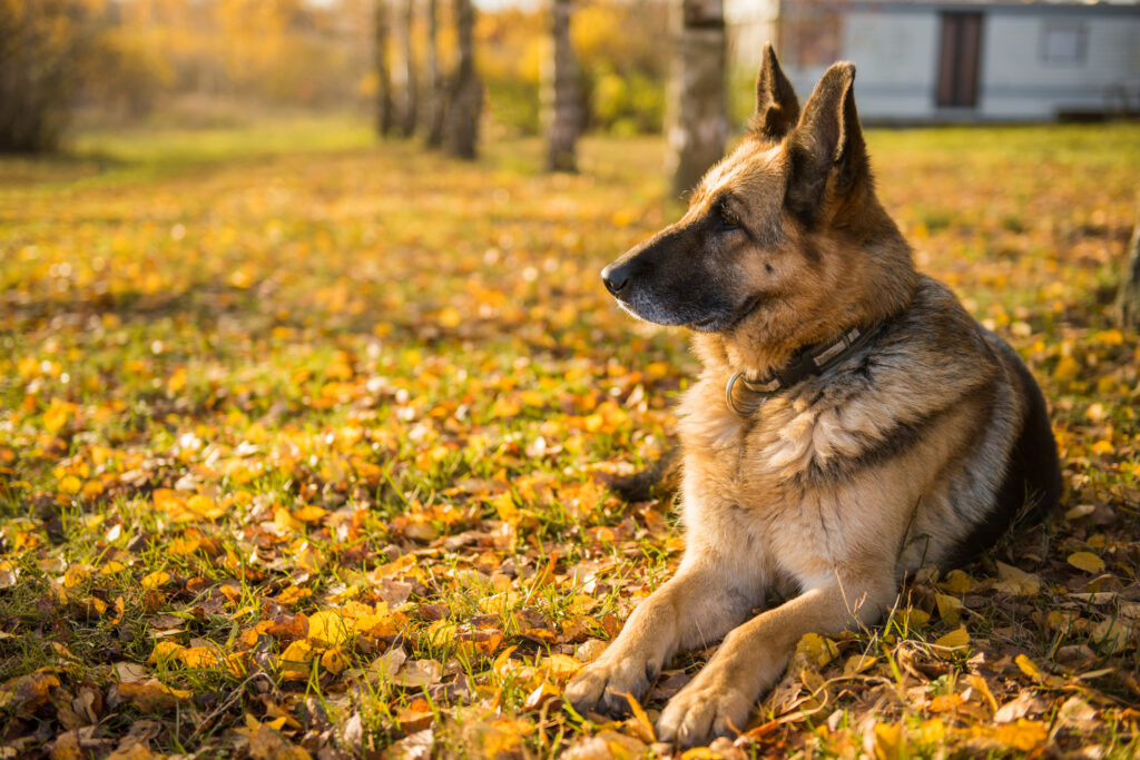 Blog and Dog Training Tips | Highland Canine Training
