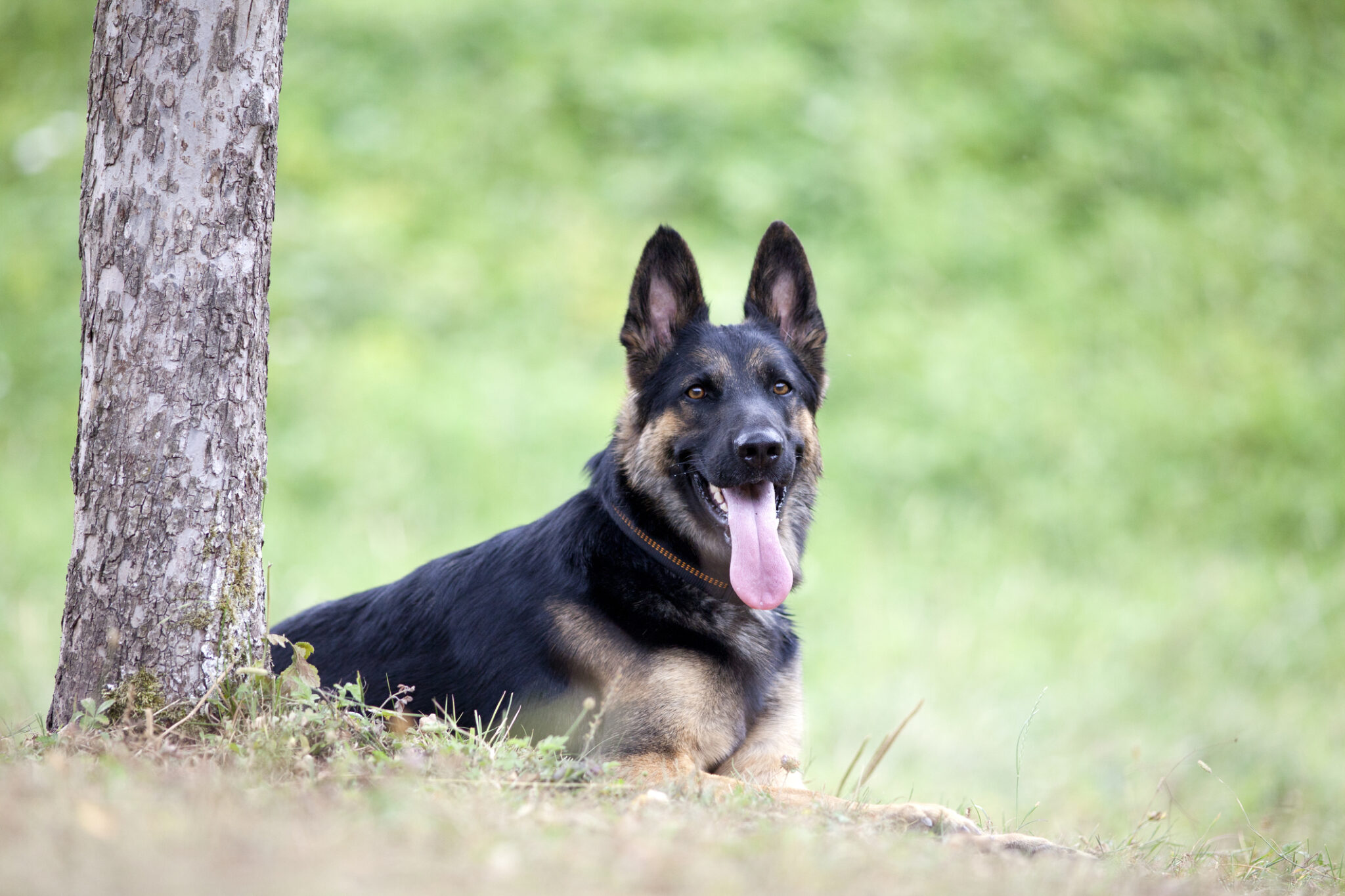 What Is Balanced Dog Training? | Highland Canine Training