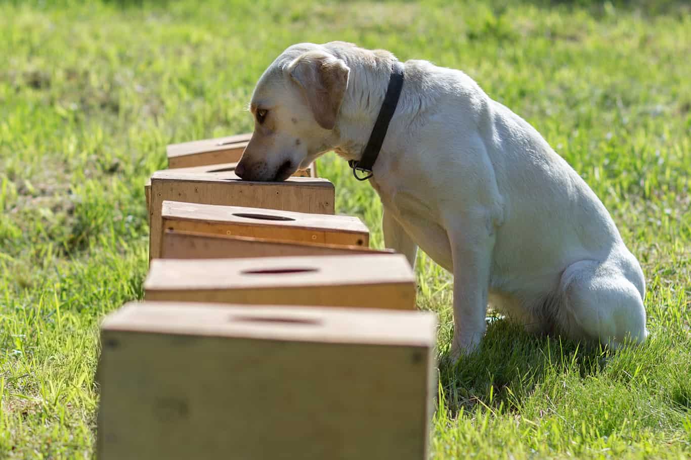 Group Class Dog Training | Highland Canine Training