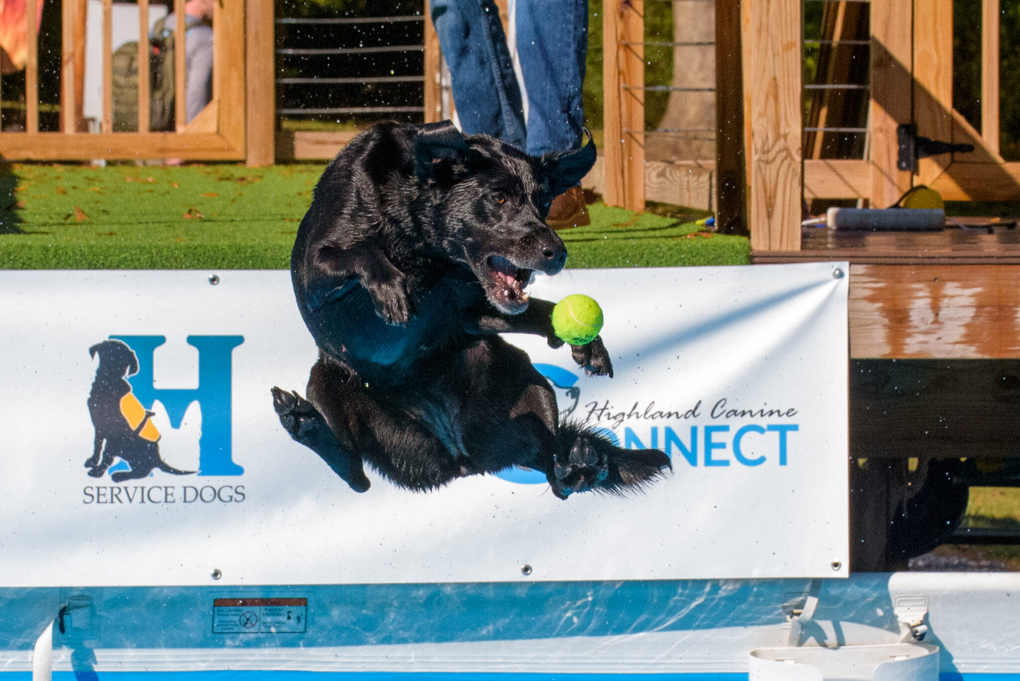 The Benefits of Dock Diving For Your Dog | Highland Canine Training