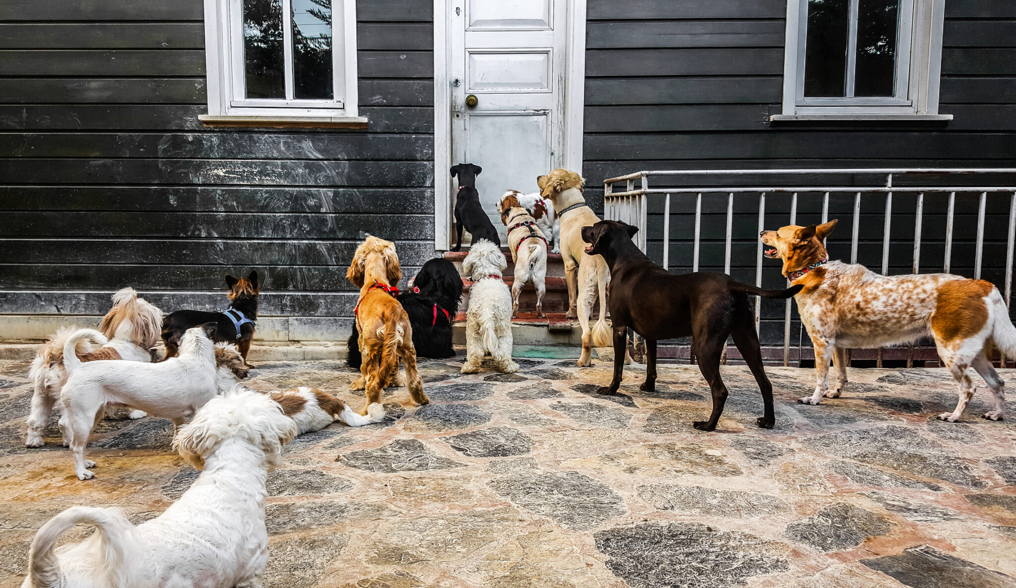 How Many Dogs Are Too Many For One Household? | Highland Canine Training
