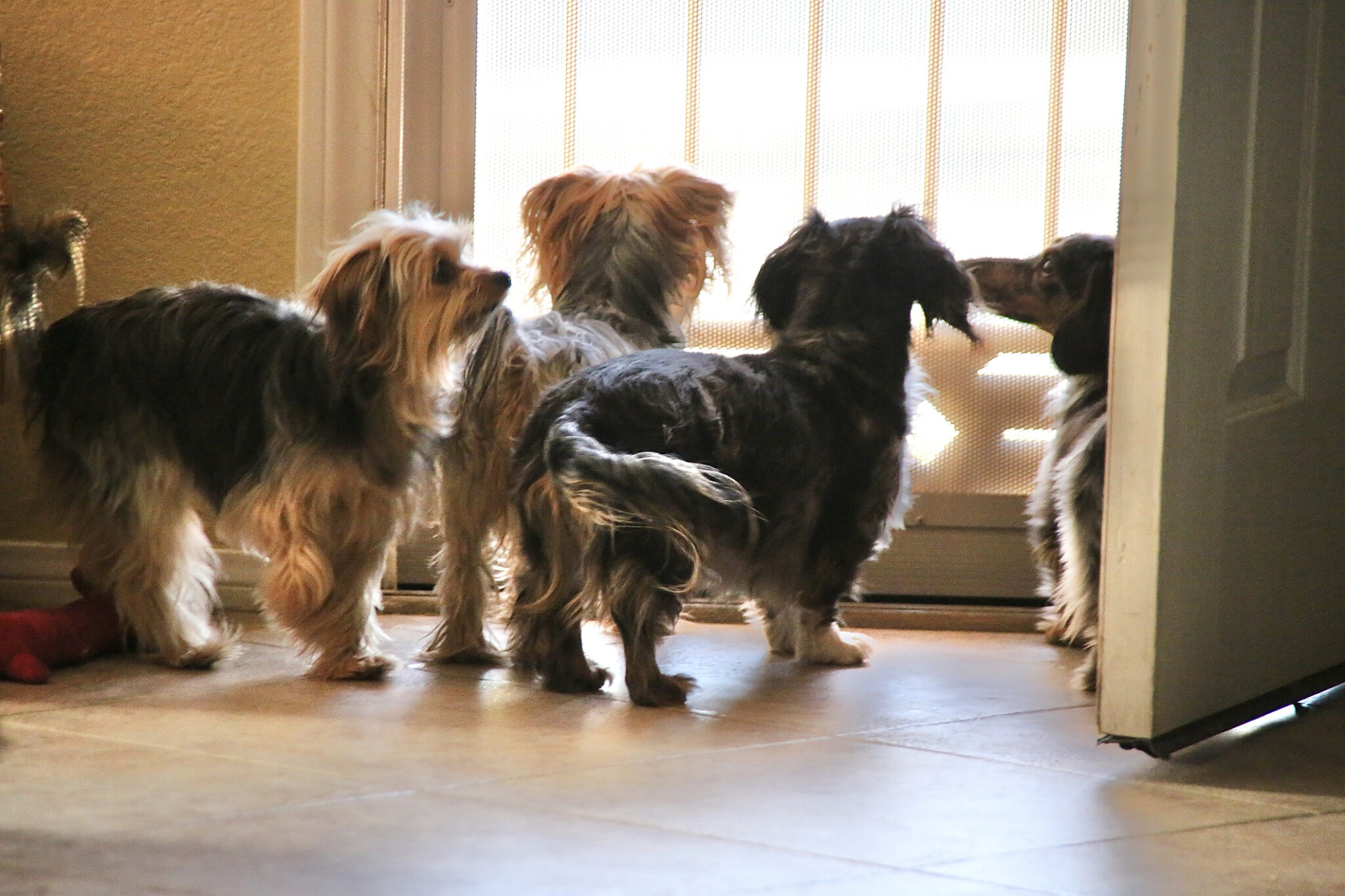 How Many Dogs Are Too Many For One Household? | Highland Canine Training