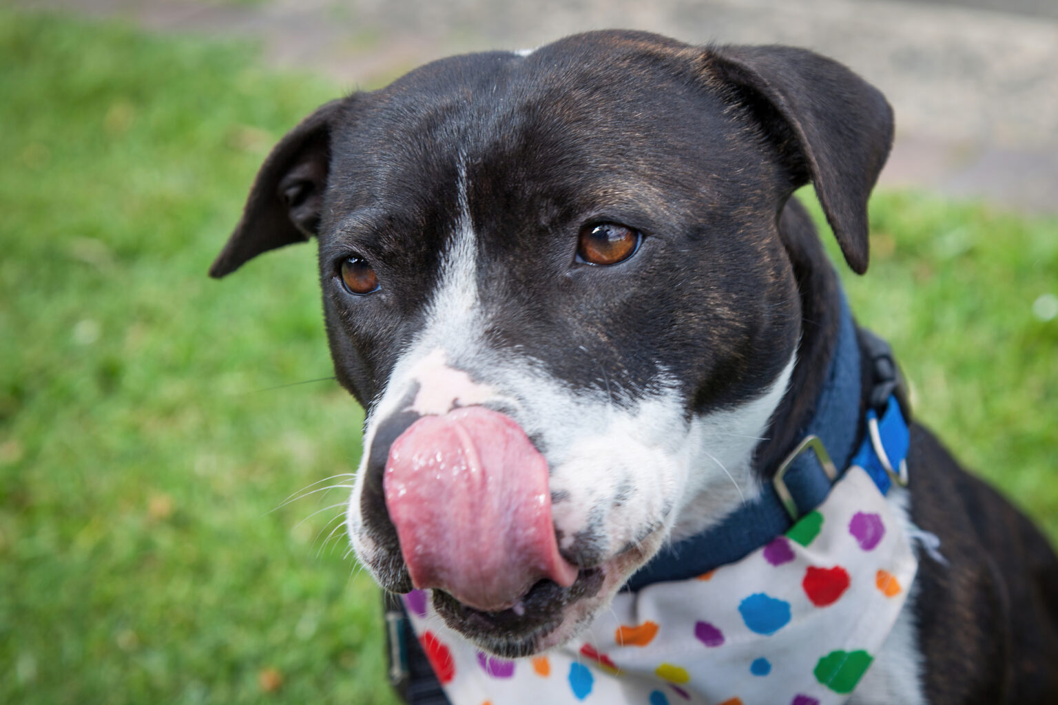 Why Does Your Dog Lick You (And Themselves)? | Highland Canine Training