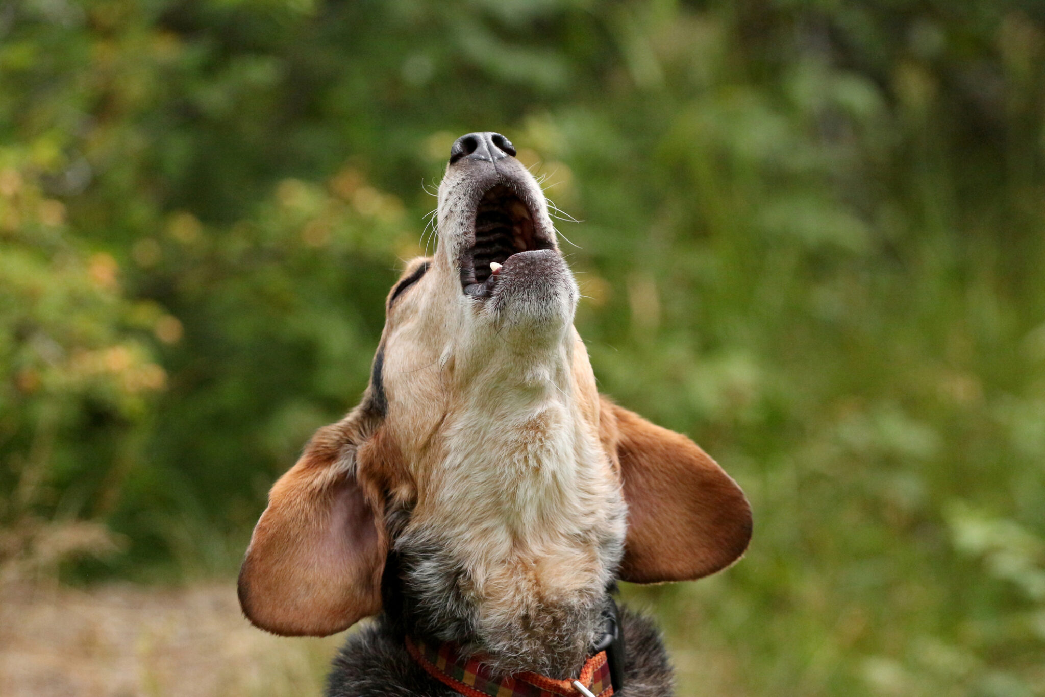 Blog and Dog Training Tips | Highland Canine Training
