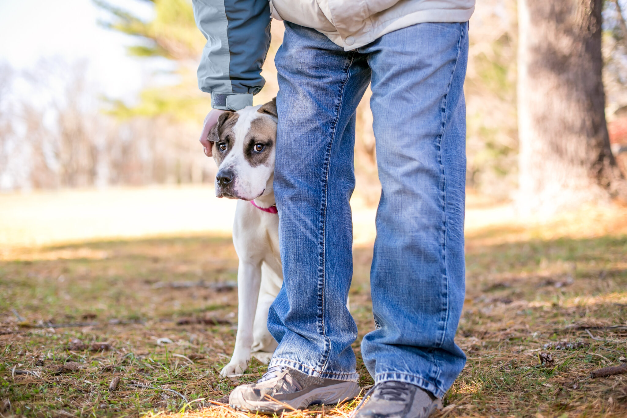 How To Help A Timid And Shy Dog | Highland Canine Training