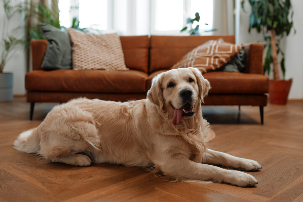 Blog and Dog Training Tips | Highland Canine Training