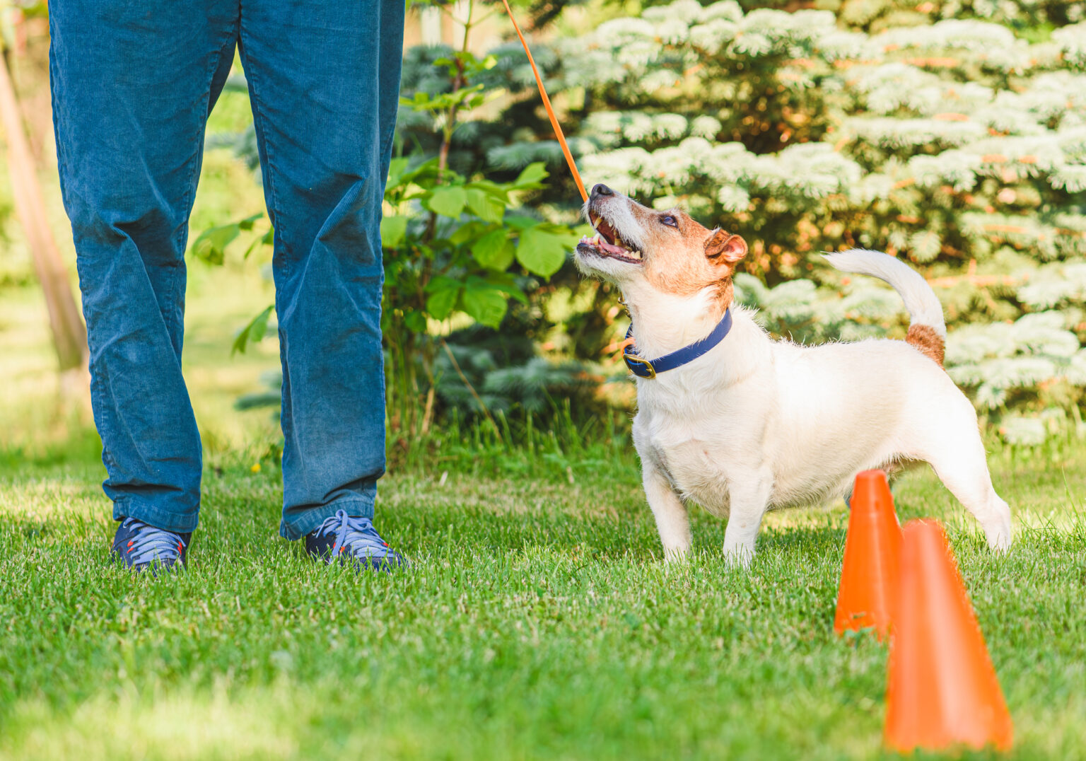 Study at the School for Dog Trainers | Highland Canine Training